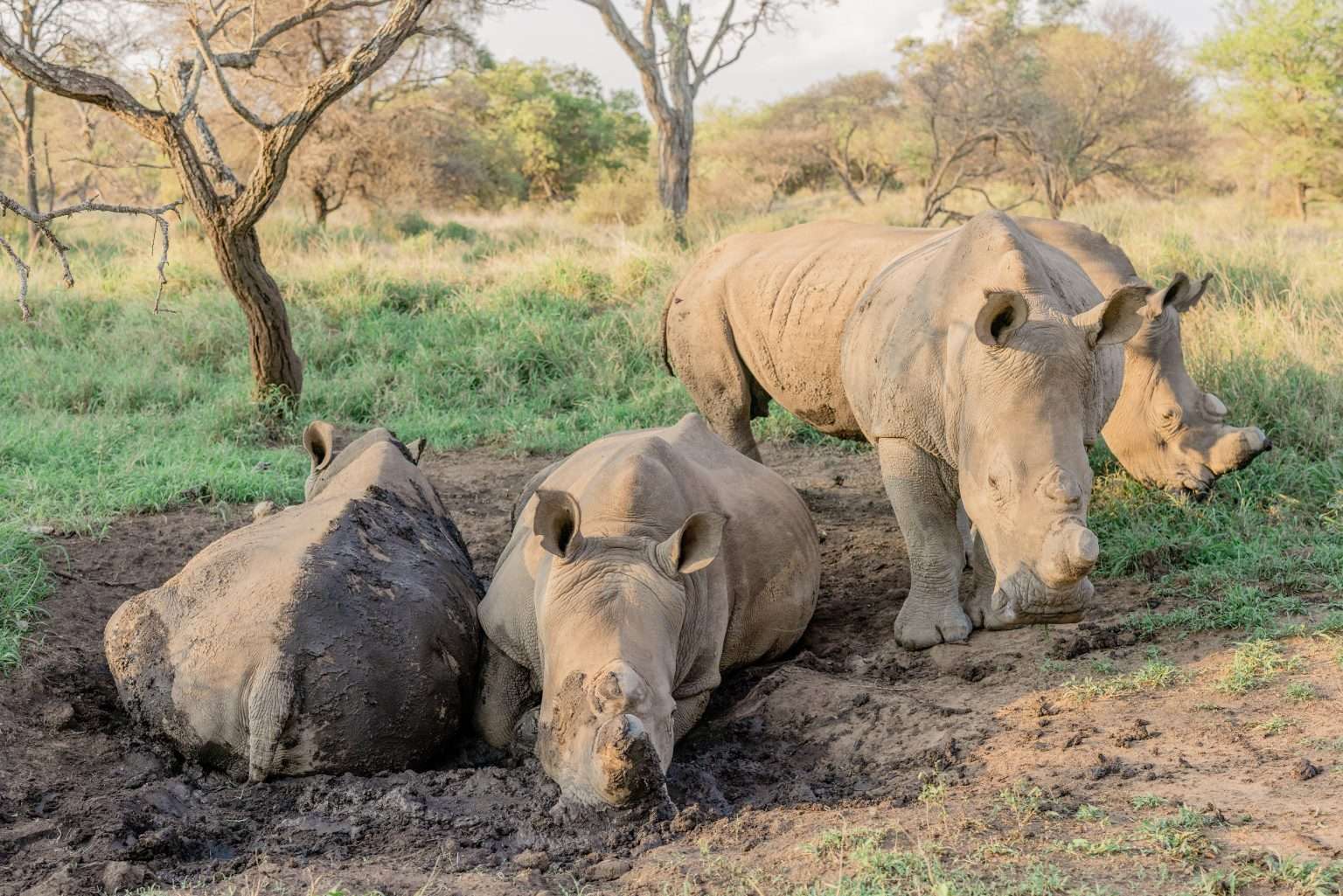 Home - Rhino Revolution Europe