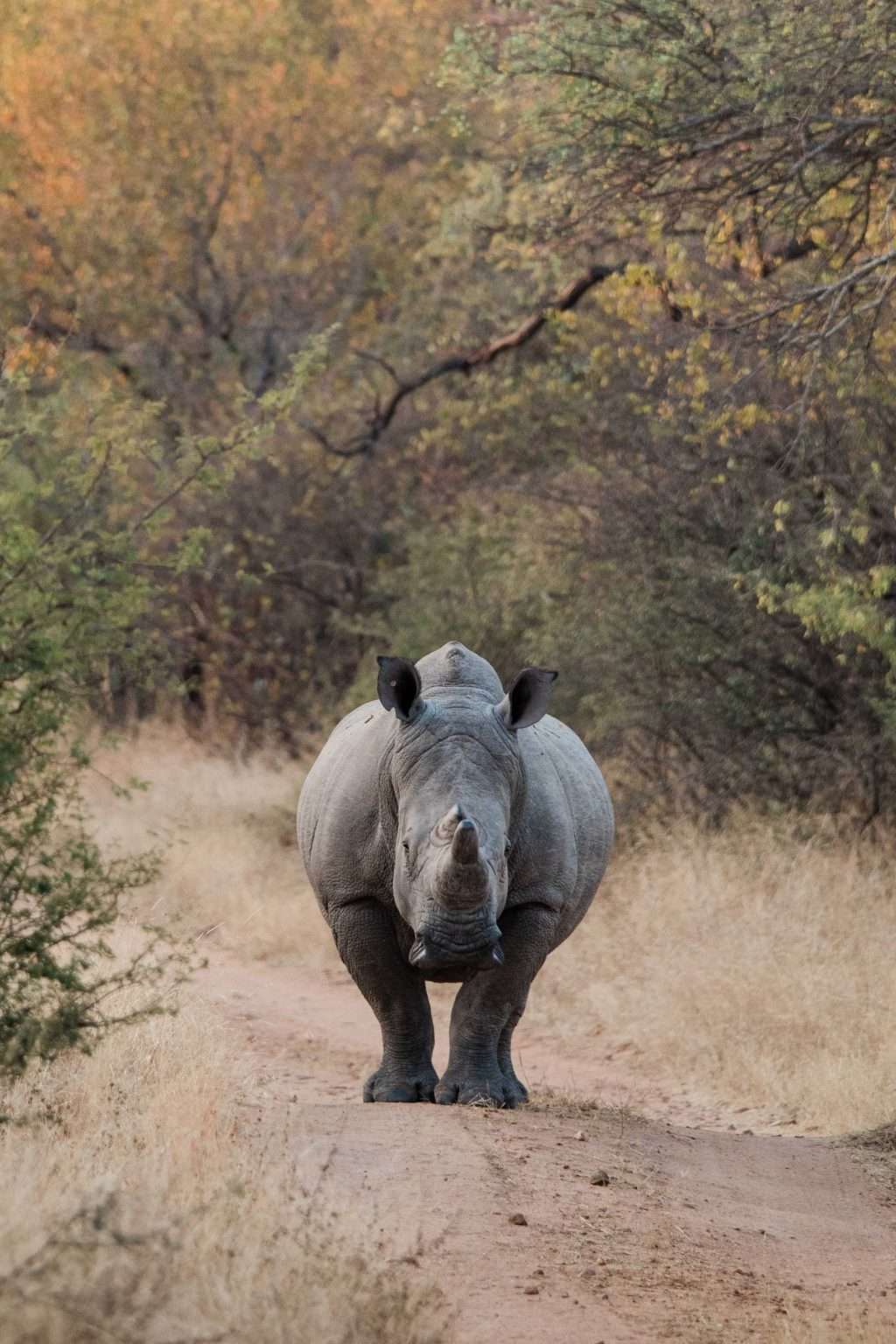 STECKBRIEF BREITMAULNASHORN - Rhino Revolution Europe