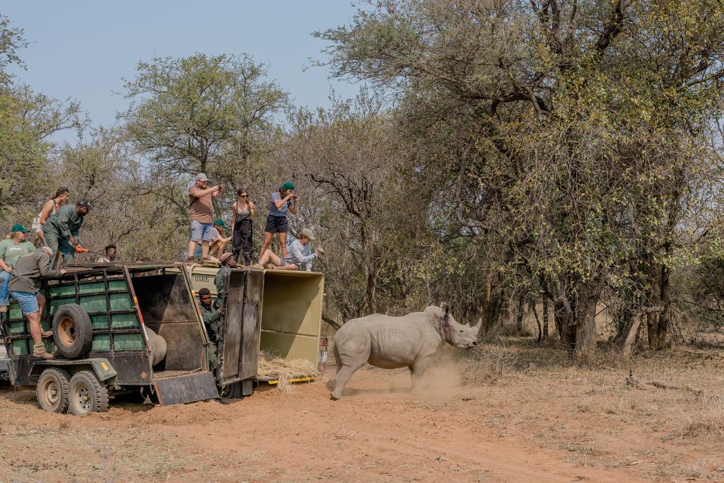 BLOG - Rhino Revolution Europe