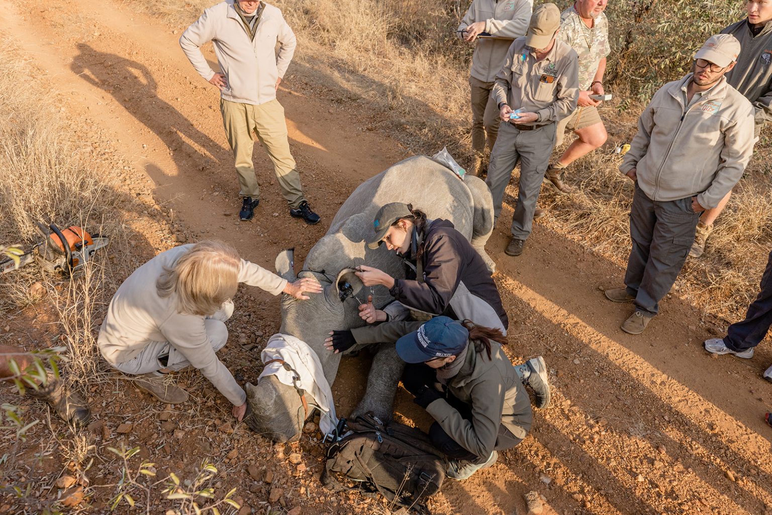 Home - Rhino Revolution Europe
