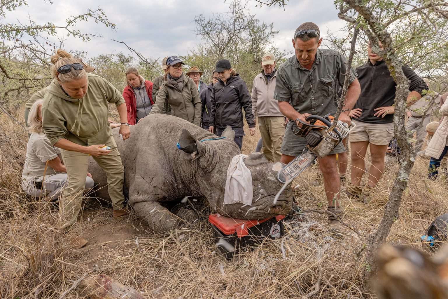 Home - Rhino Revolution Europe