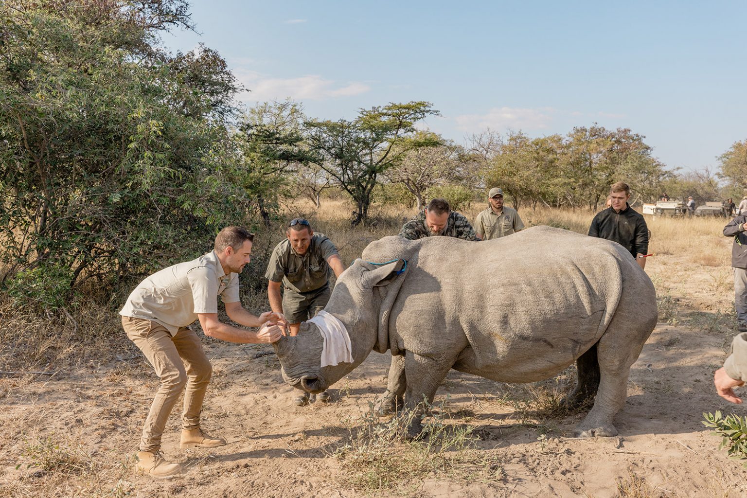 Home - Rhino Revolution Europe