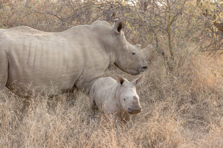 Home - Rhino Revolution Europe