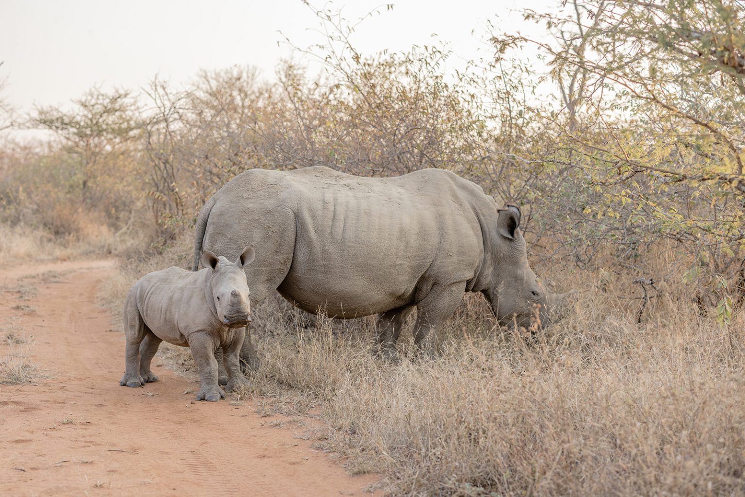 Home - Rhino Revolution Europe