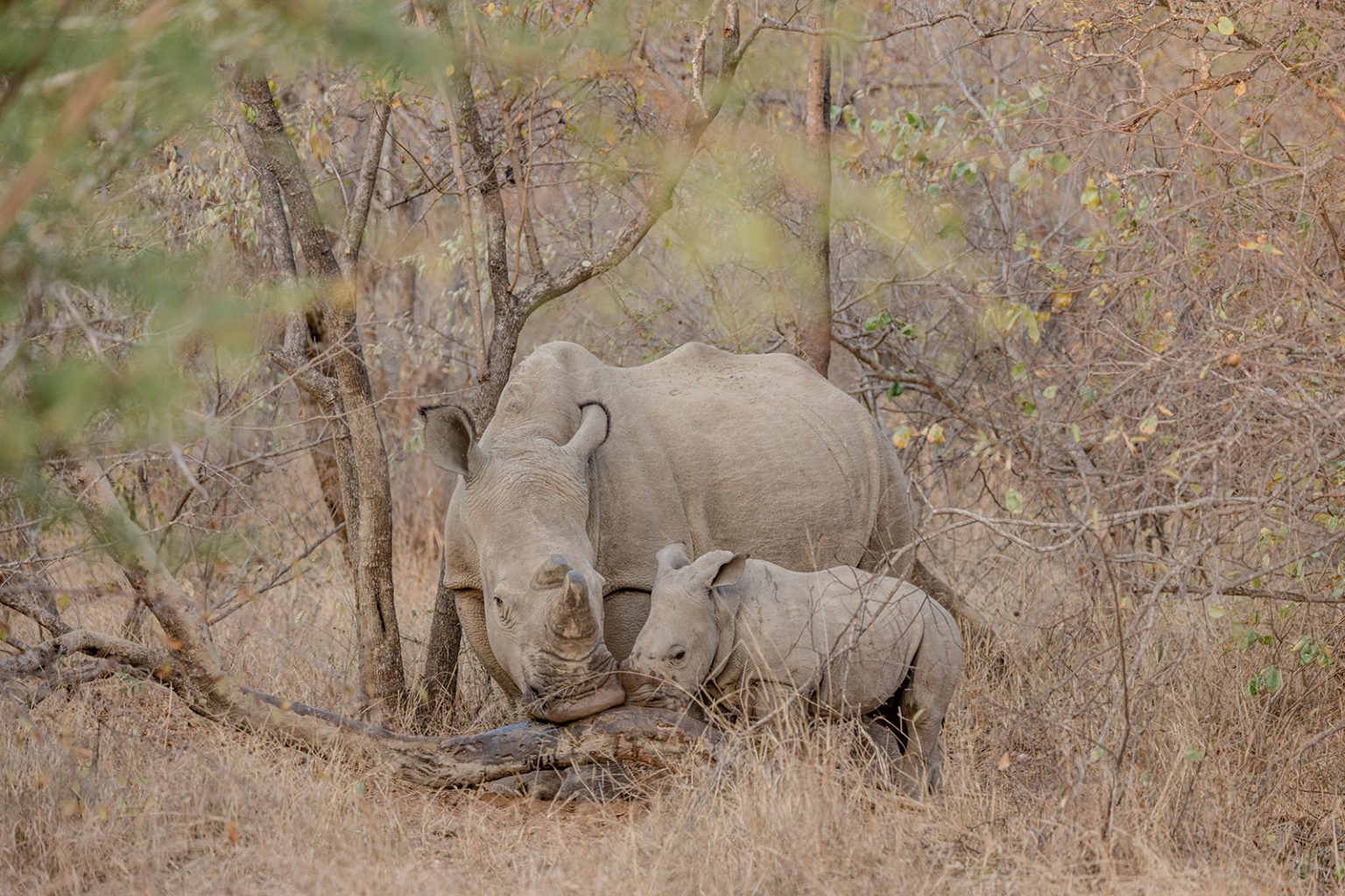 Home - Rhino Revolution Europe