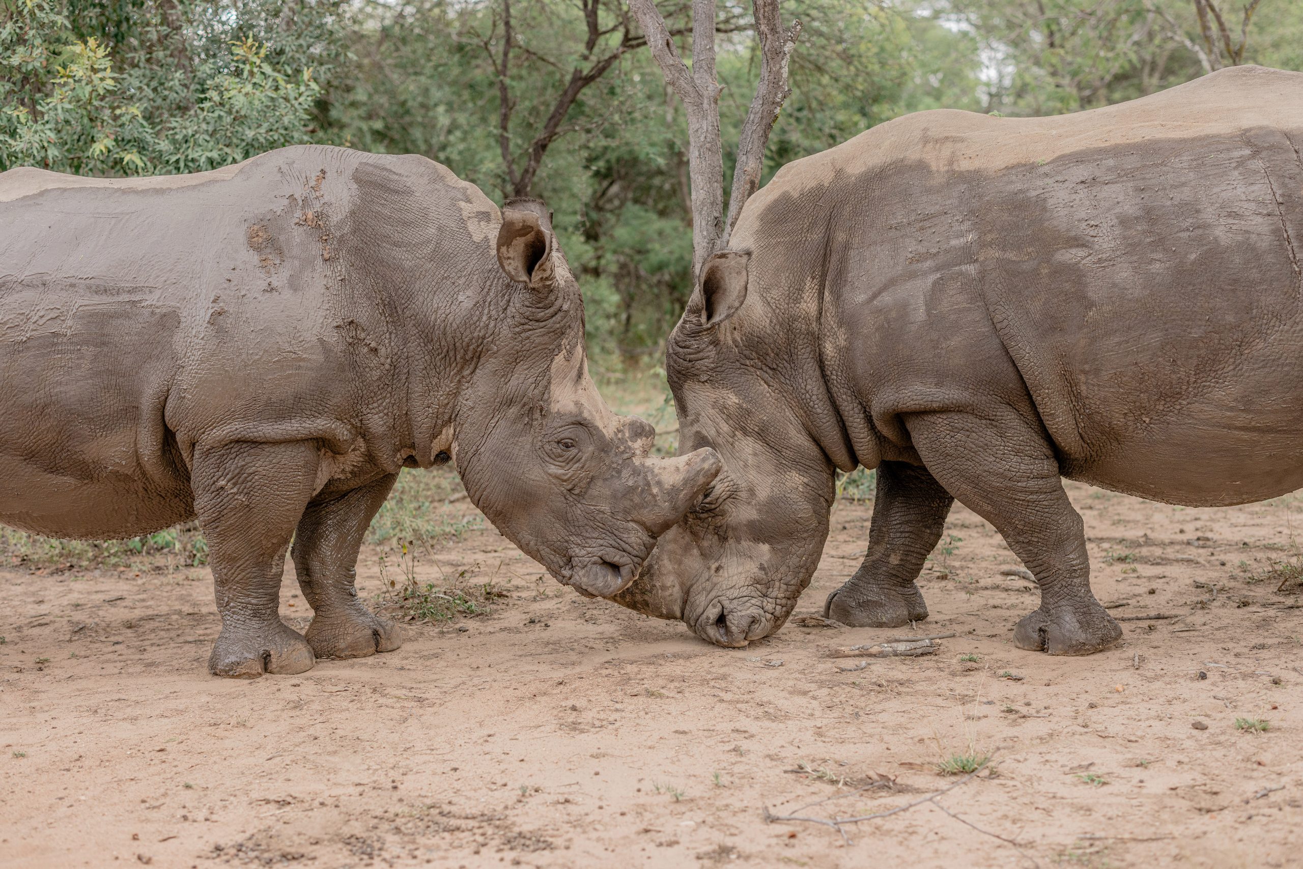 Home - Rhino Revolution Europe