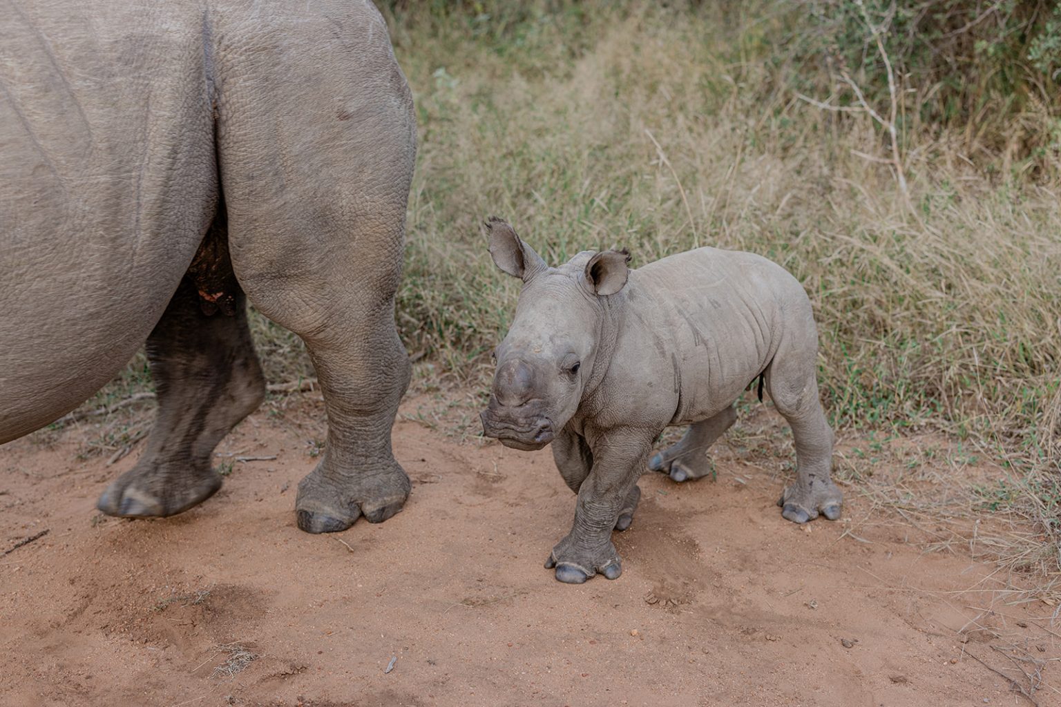 Home - Rhino Revolution Europe