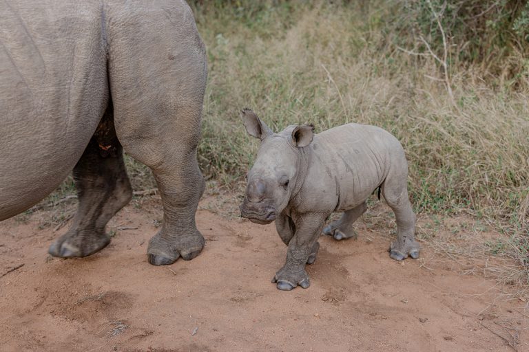 Home - Rhino Revolution Europe