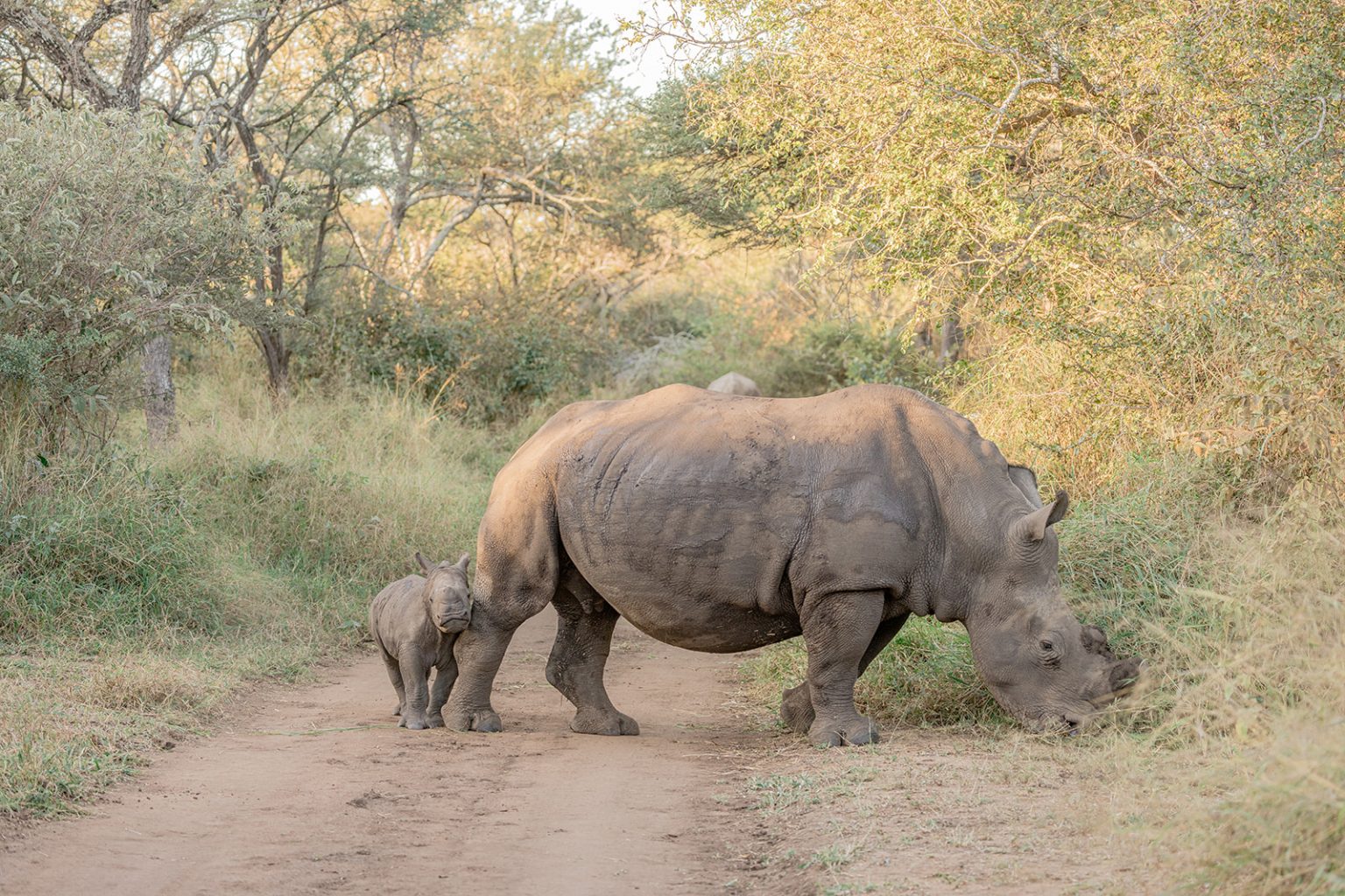 Home - Rhino Revolution Europe