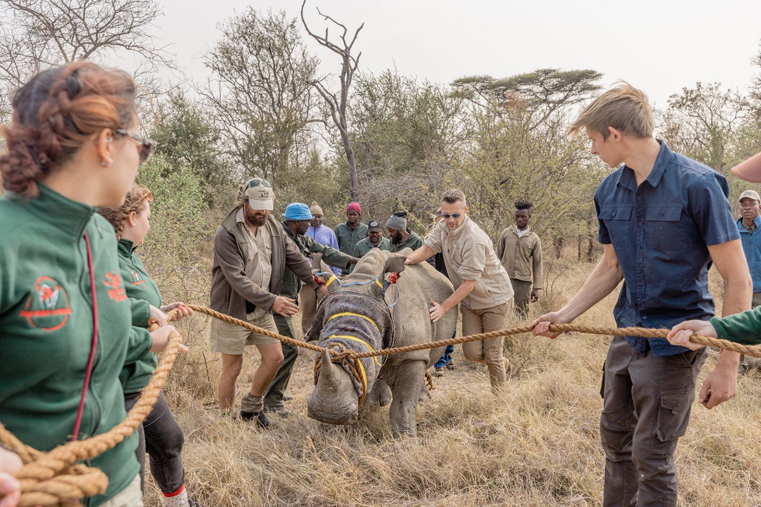 Home - Rhino Revolution Europe