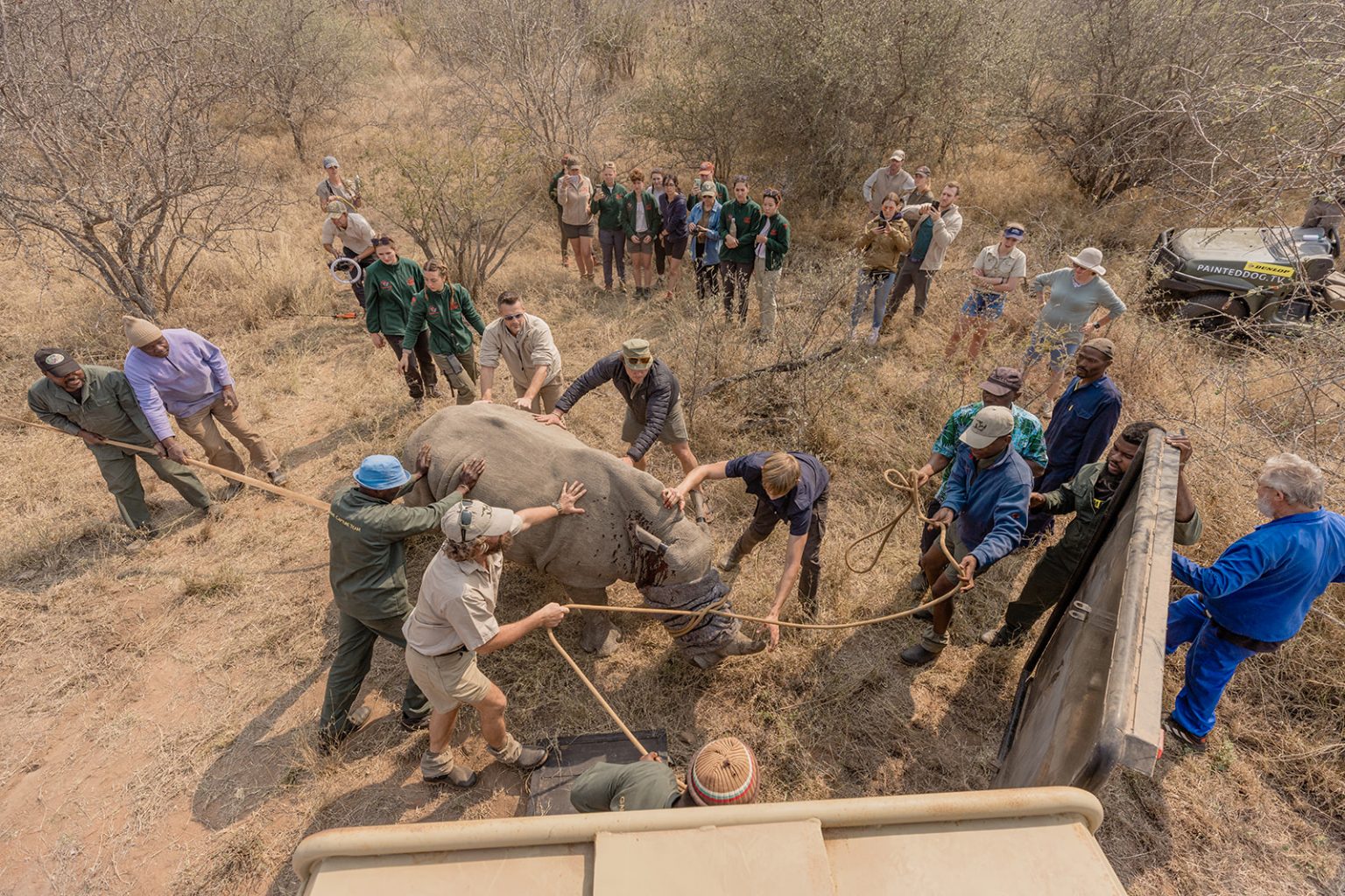 Home - Rhino Revolution Europe