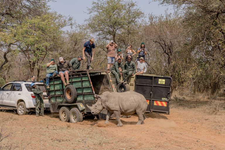 Home - Rhino Revolution Europe