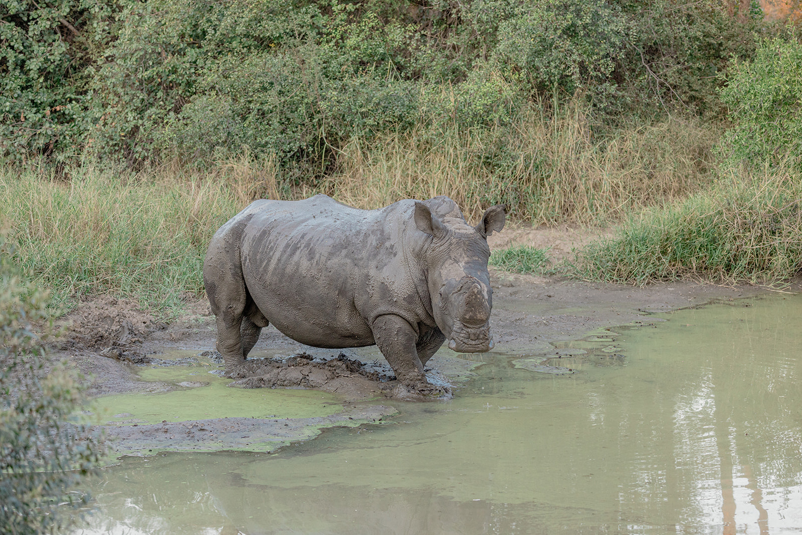 UMWELT- UND ARTENSCHUTZ IN SÜDAFRIKA - Rhino Revolution Europe