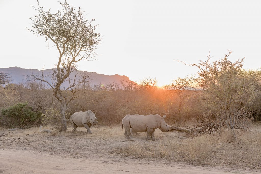 MISSION - Rhino Revolution Europe