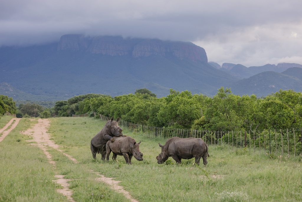 The Ubuntu Project - Rhino Revolution Europe