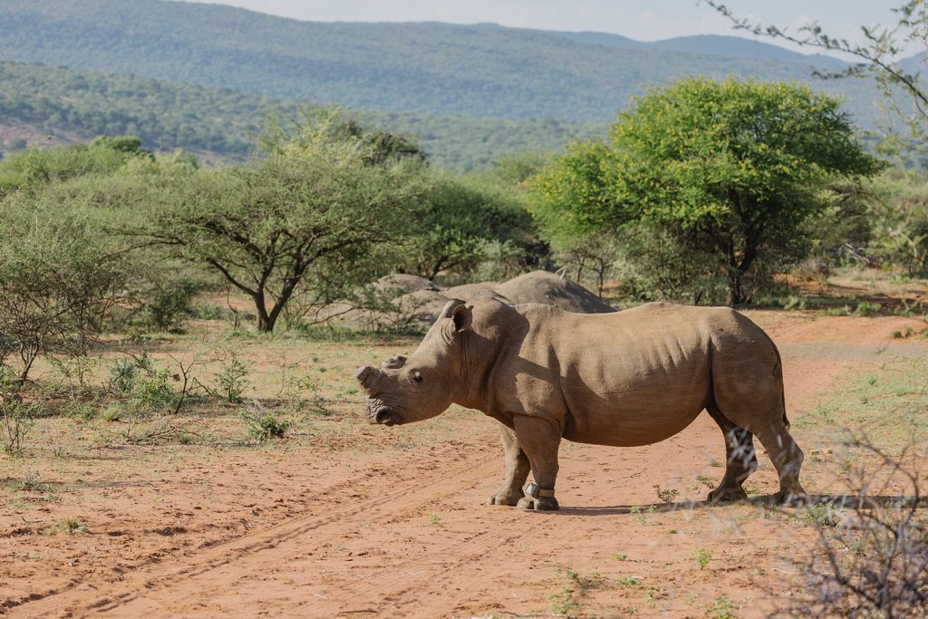 The Ubuntu Project - Rhino Revolution Europe